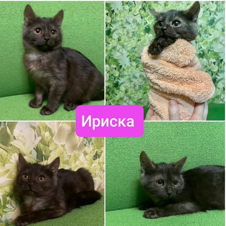 Котёнок в добрые руки