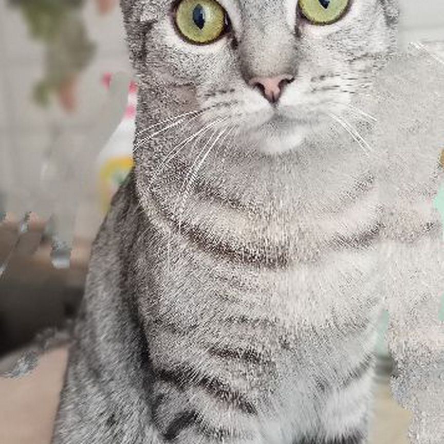 Кошка в добрые руки