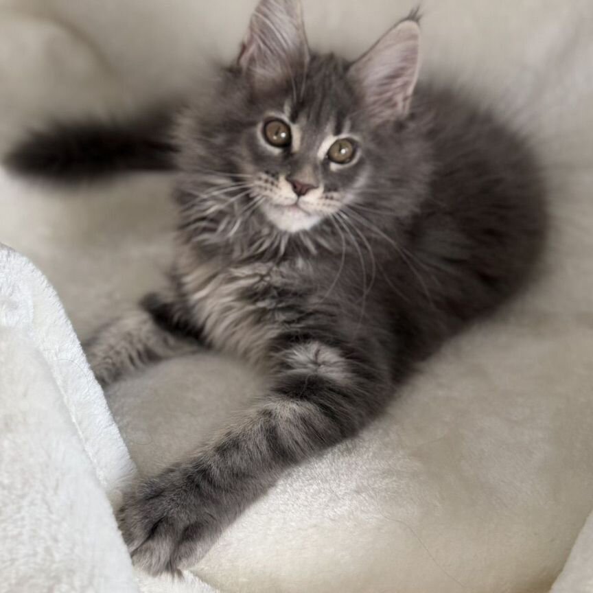 Мейн-кун котёнок