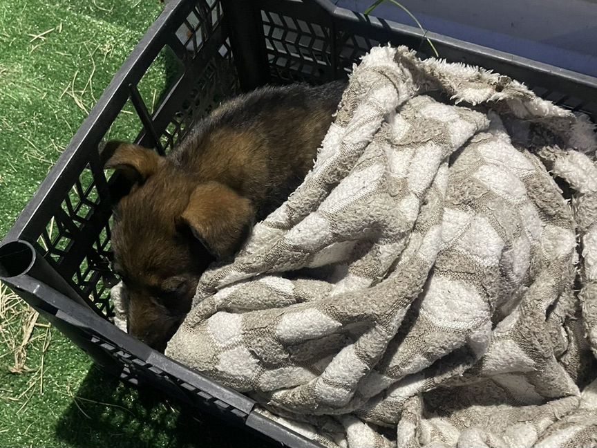 Отдам щенка в добрые руки