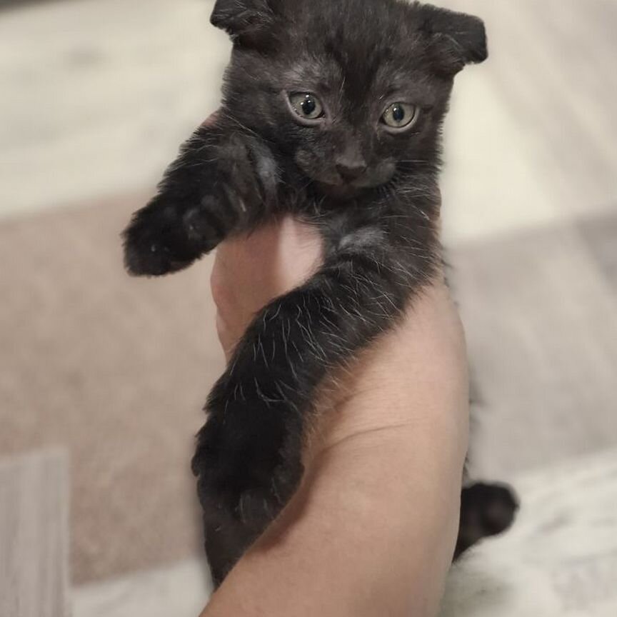 Шотландский вислоухий длинношёрстный котёнок