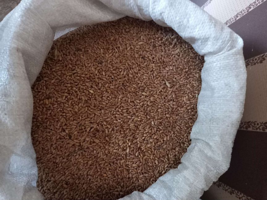 Пшеница 30кг