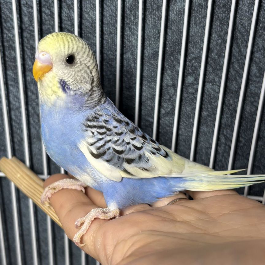 Волнистый попугай. Птенец из гнезда