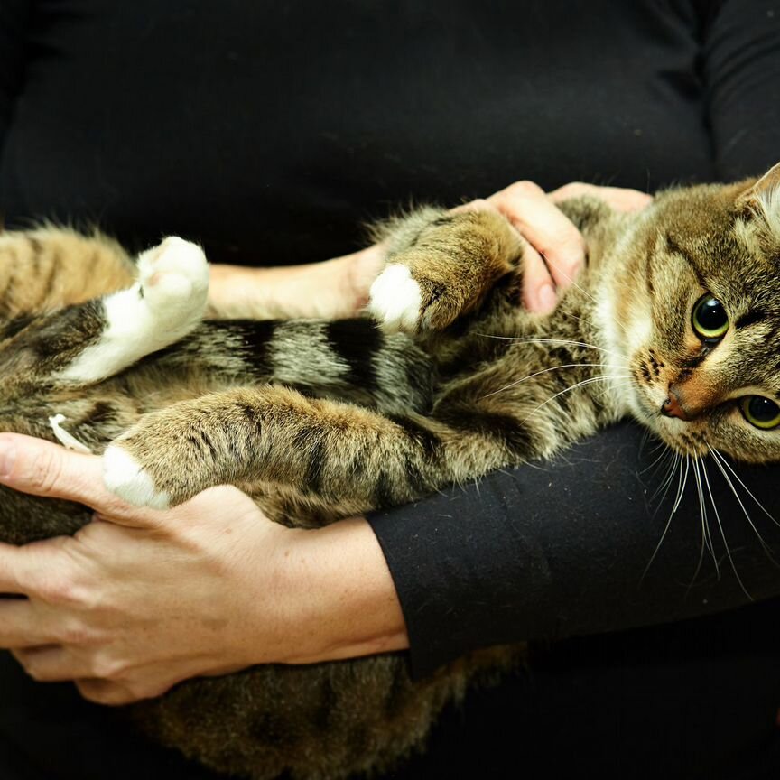 Кошечка Маня 2 года из приюта