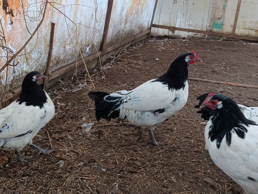 Петух лакенфельдер