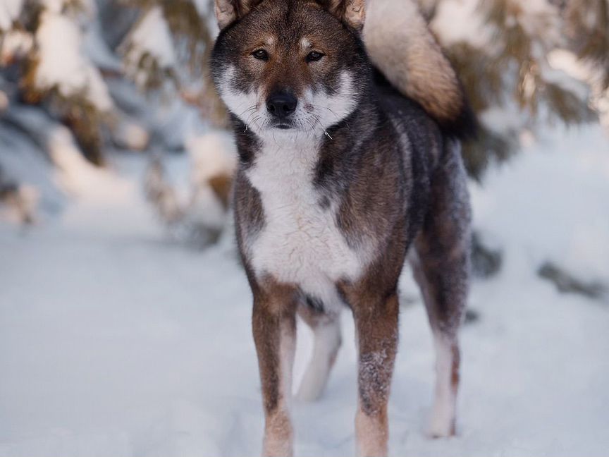 Сикоку (шикоку) щенки импорт Япония