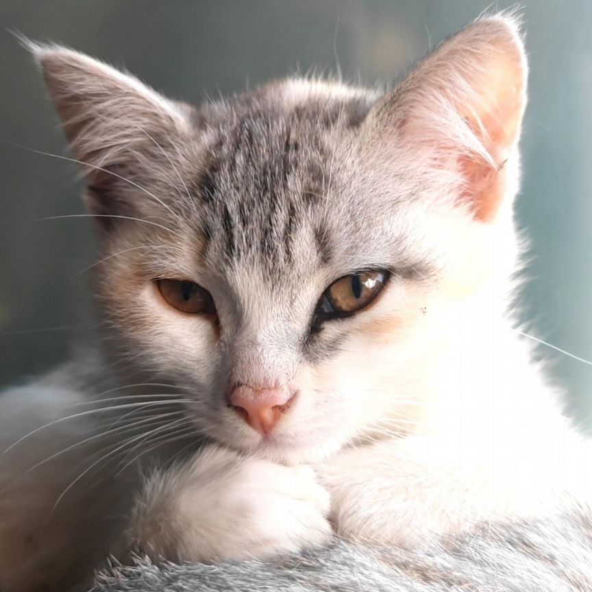 Котенок котенок царапкин