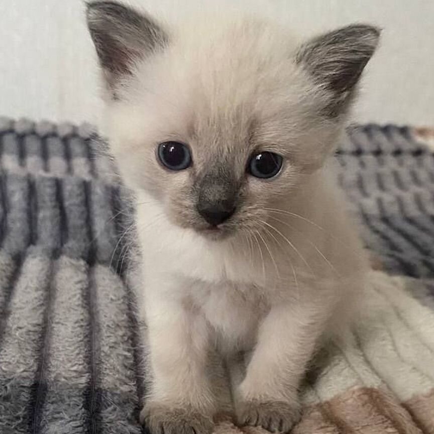 Котята