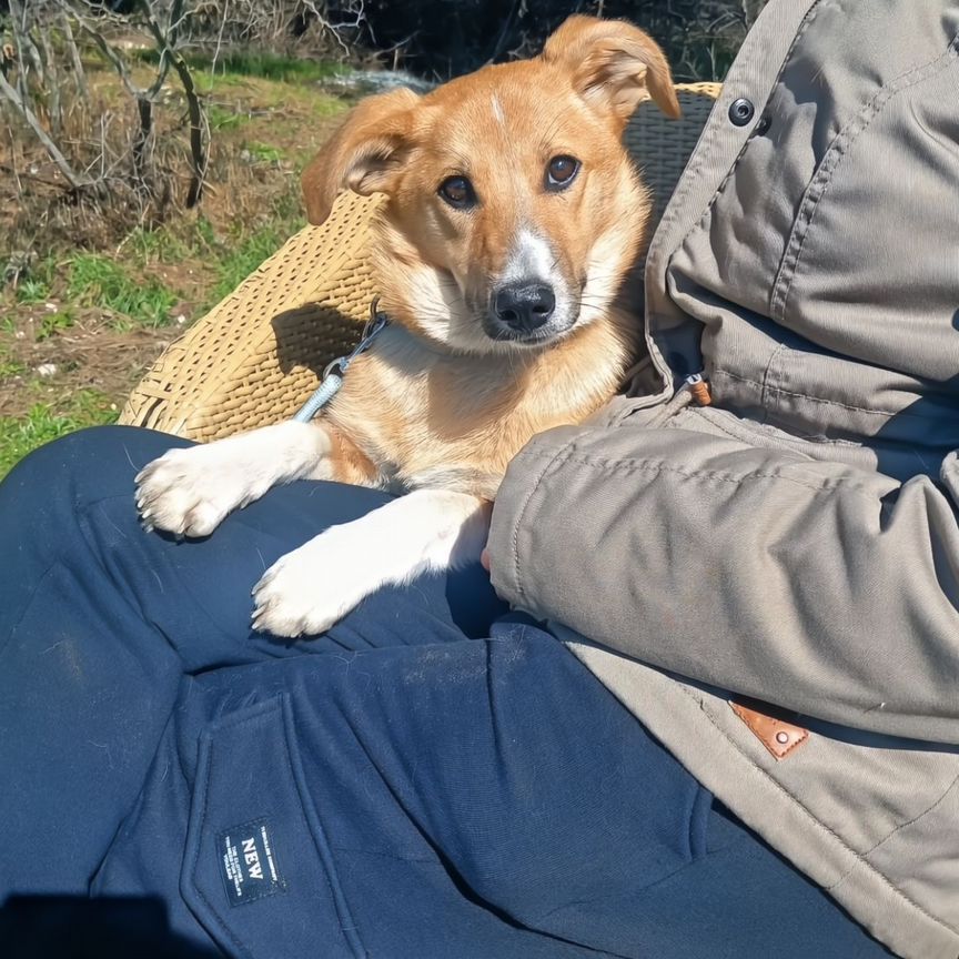 Взрослая собака в добрые руки