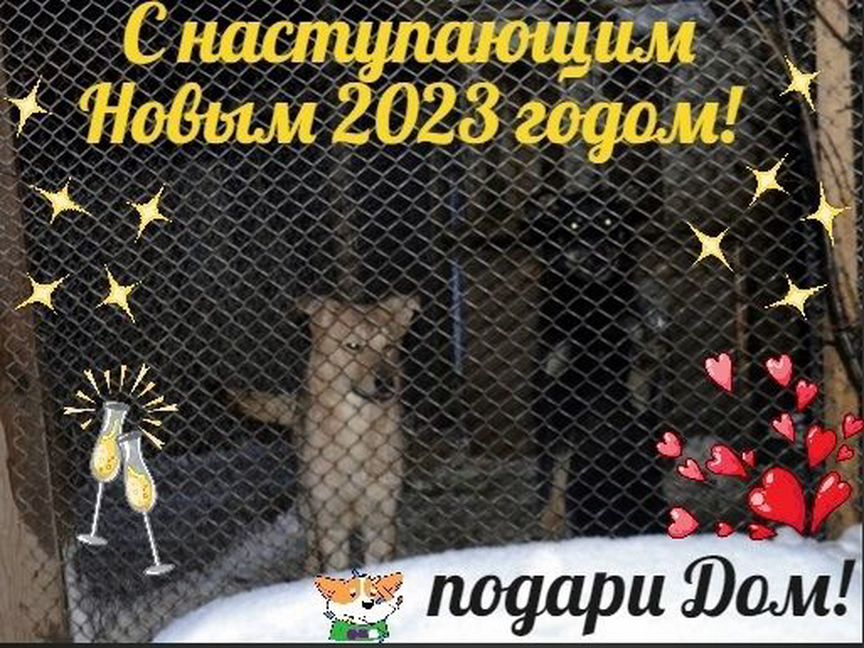 Ночка и Персик ждут хозяев