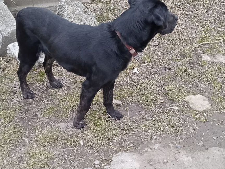 Собака девочка