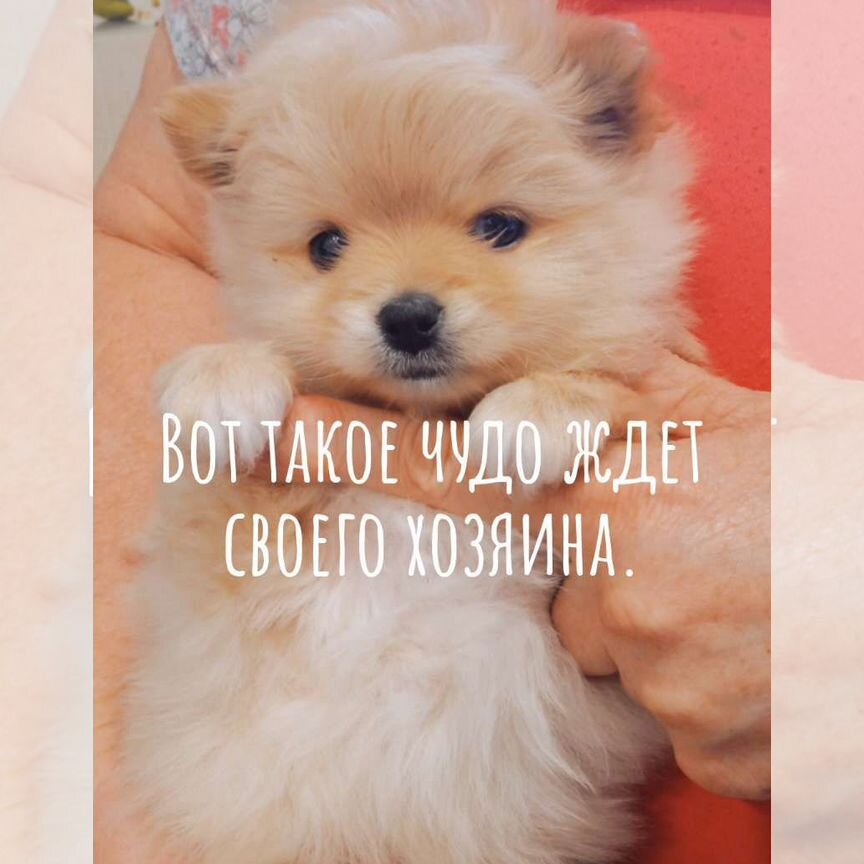 Померанский шпиц мини щенок