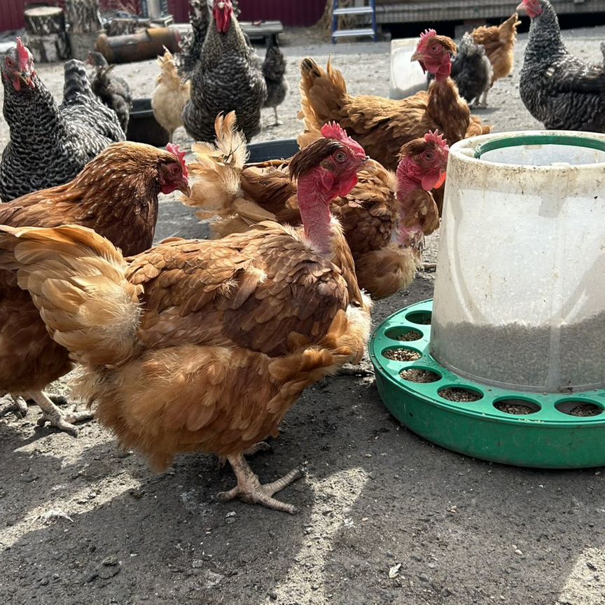 Куры голошейки