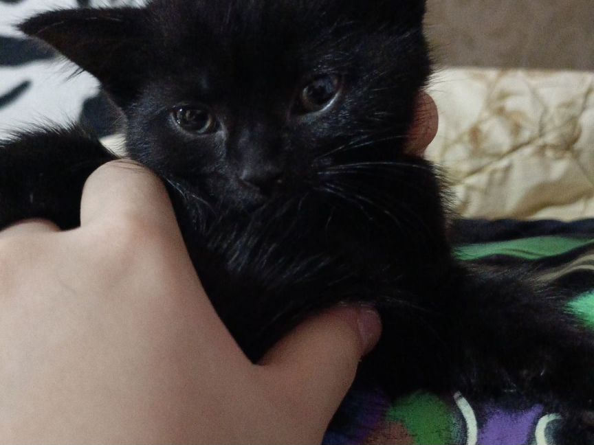 Котенок от британки полосатой