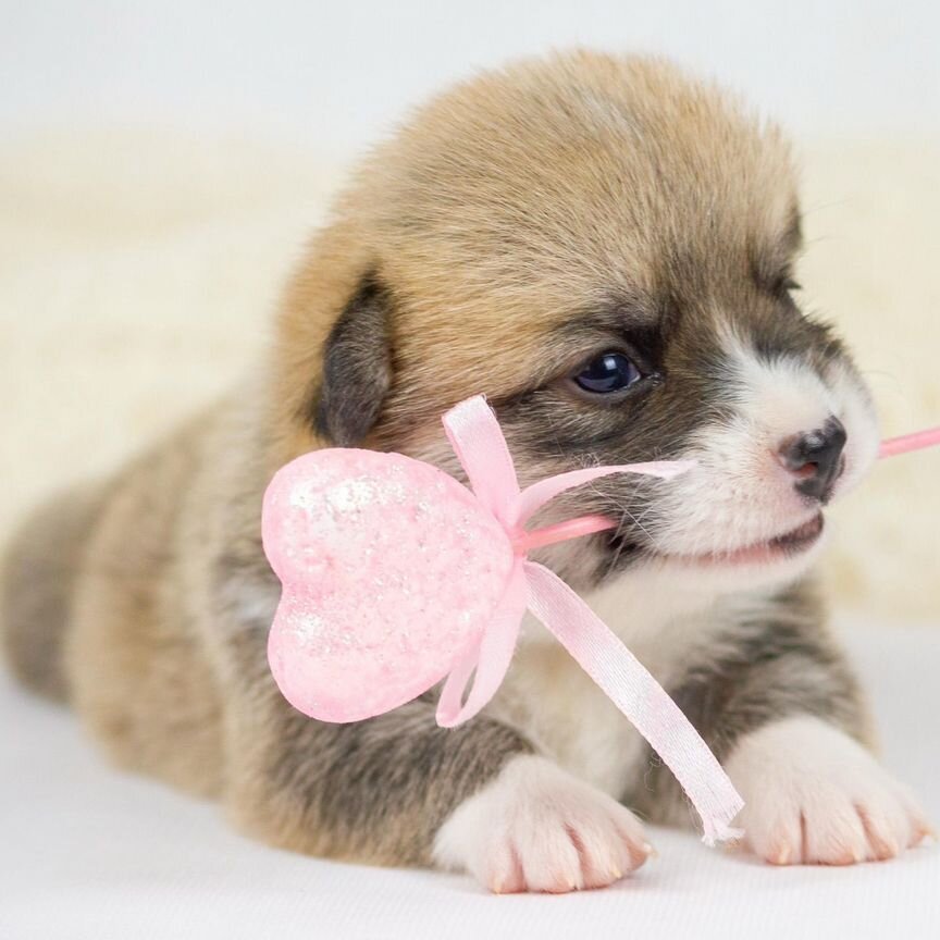 Вельш-корги пемброк Здоровые и Красивые щенки