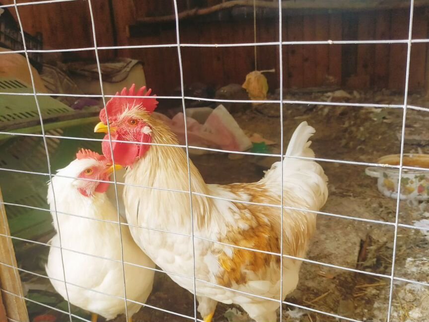 Петух и курица