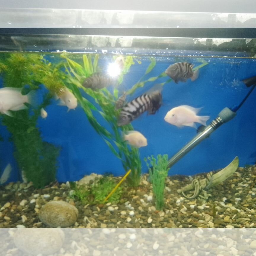 Аквариумные рыбы цихлиды