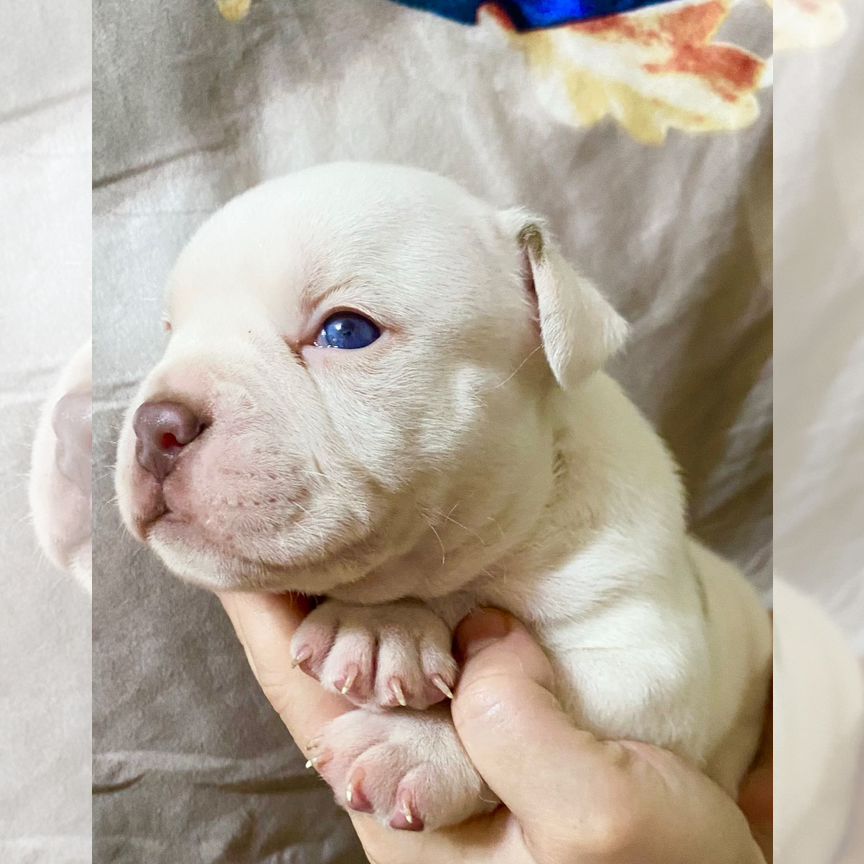 Голубоглазый бутуз. Американский булли