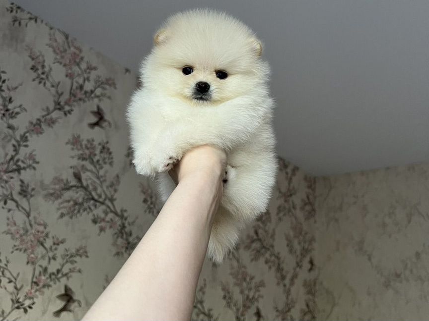 Мальчики мини малыши
