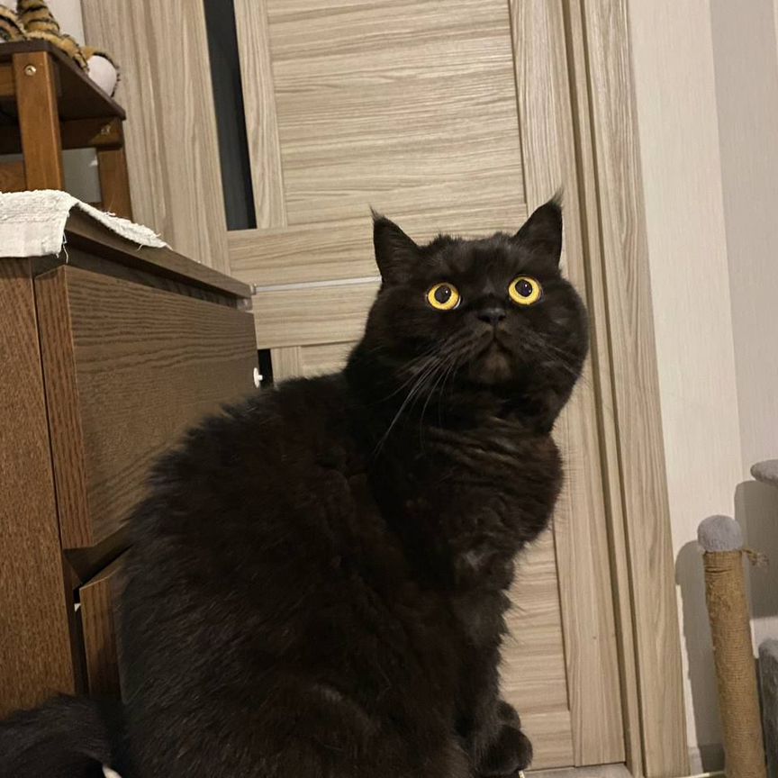 Британка Черная очень нежная, 9 лет, в добрые руки