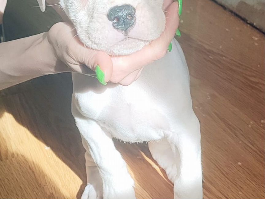 Щенки аргентинского дога