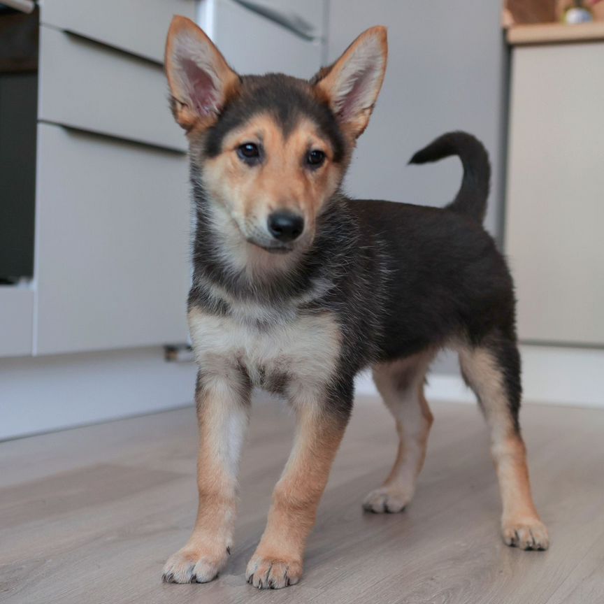 Щенок в добрые руки