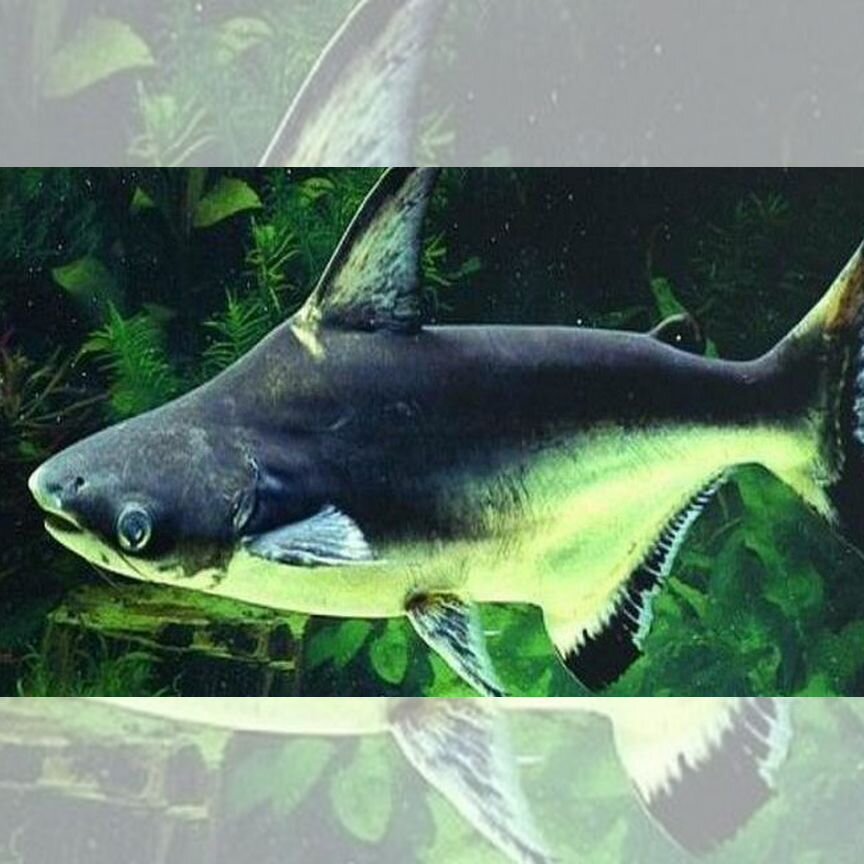Акулий сом пангасиус