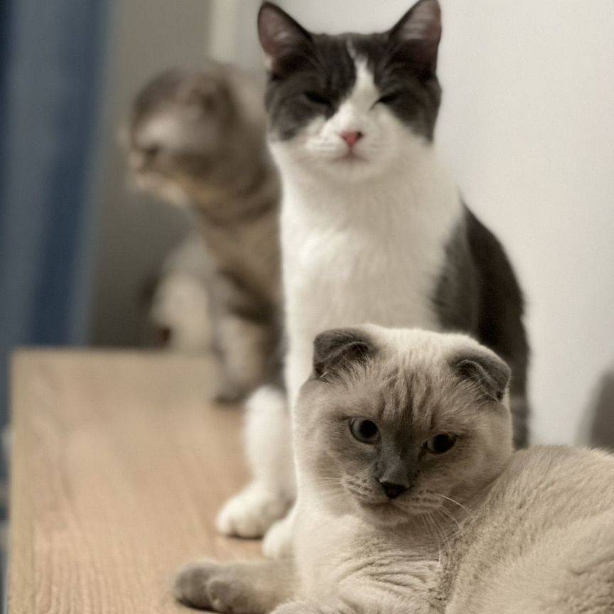 Котики бесплатно в добрые руки