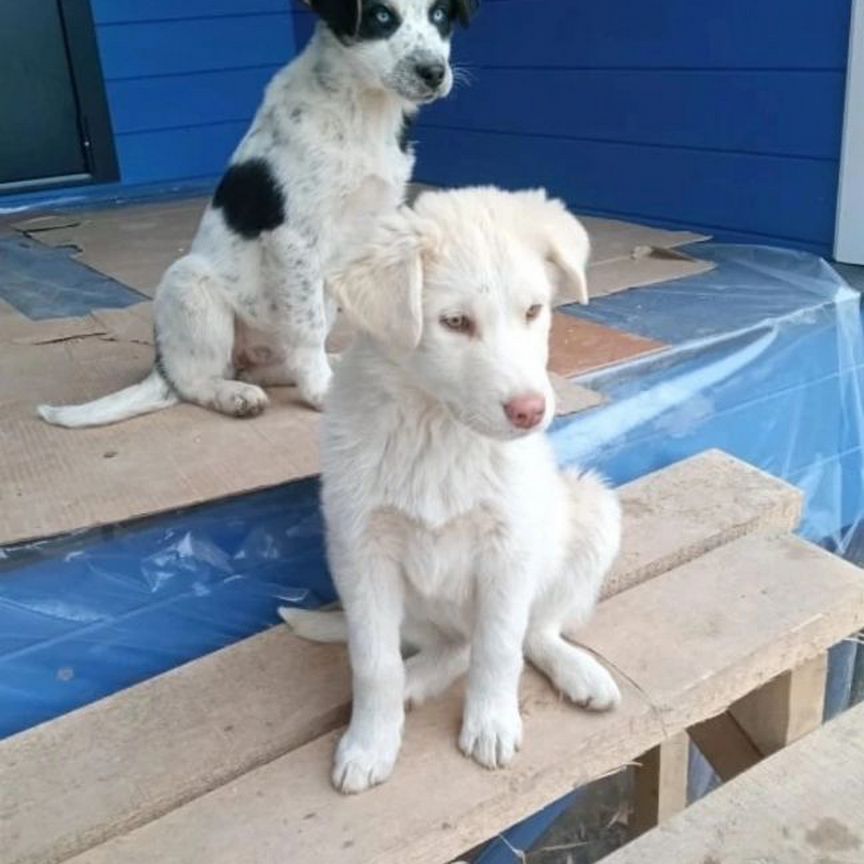 Щенки в беде