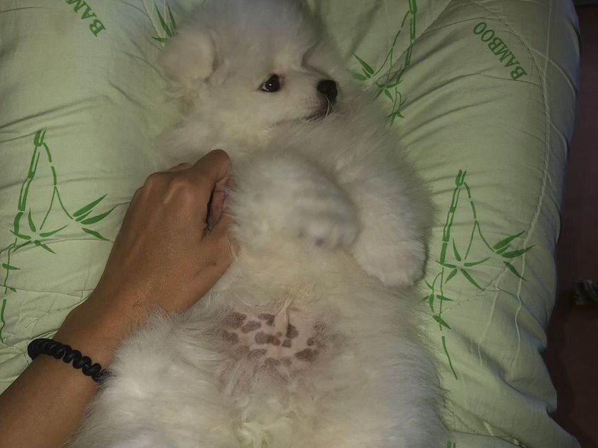 Немецкий шпиц вязка мальчик не продаю