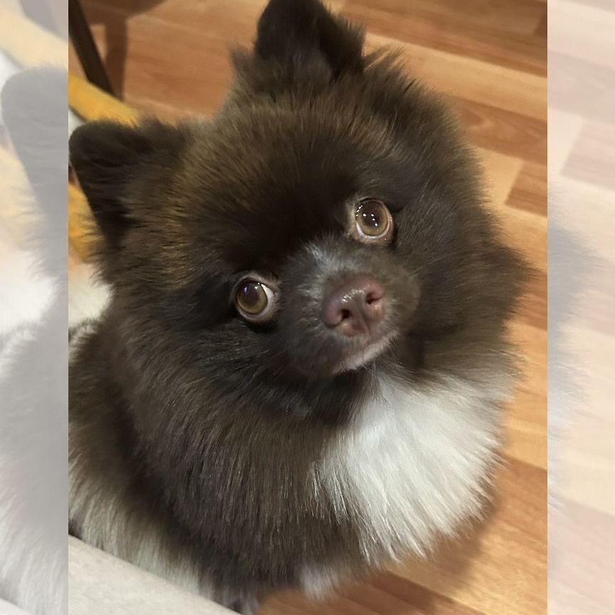 Померанский шпиц вязка мальчик