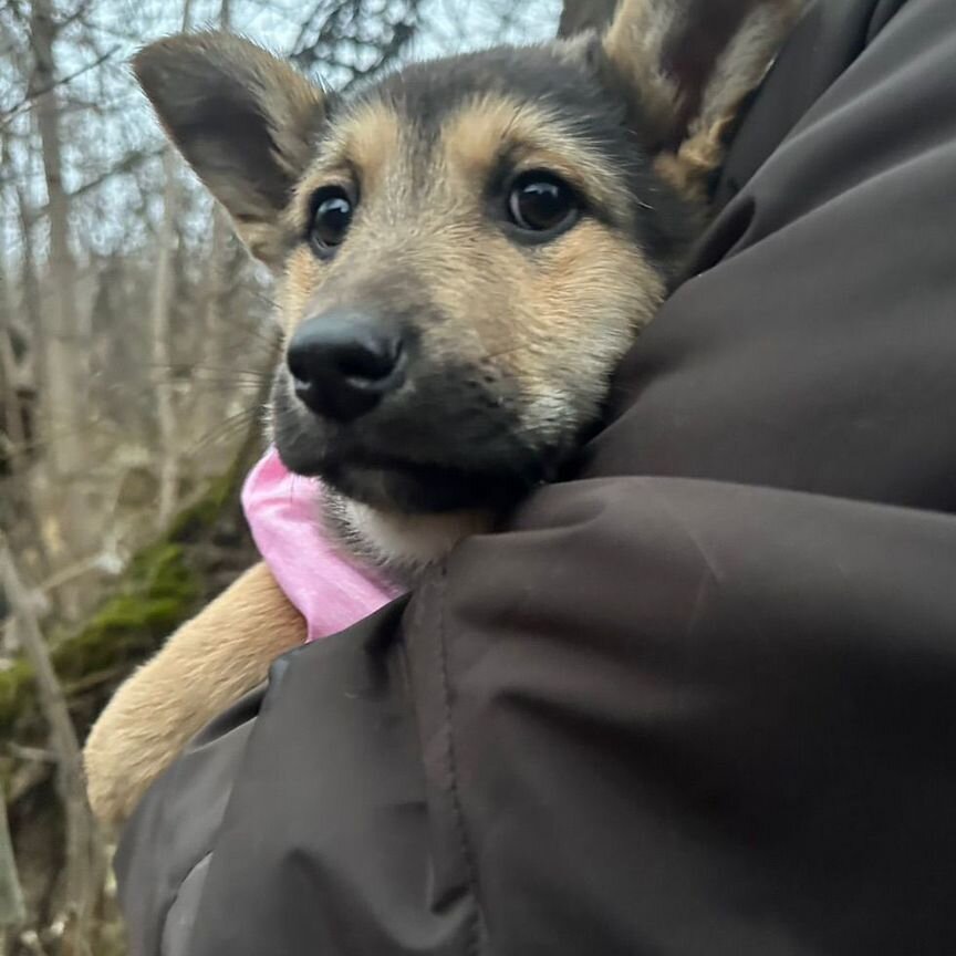 Щенок замерзает. В хорошие руки