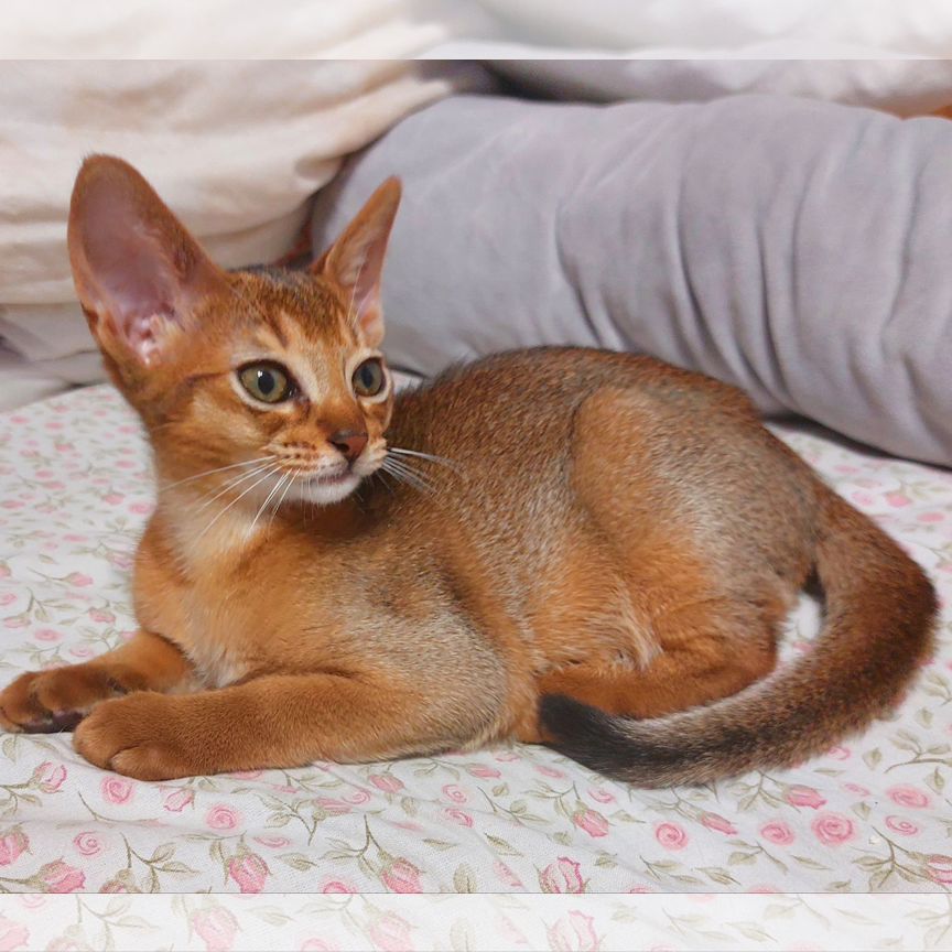 Абиссинский котик