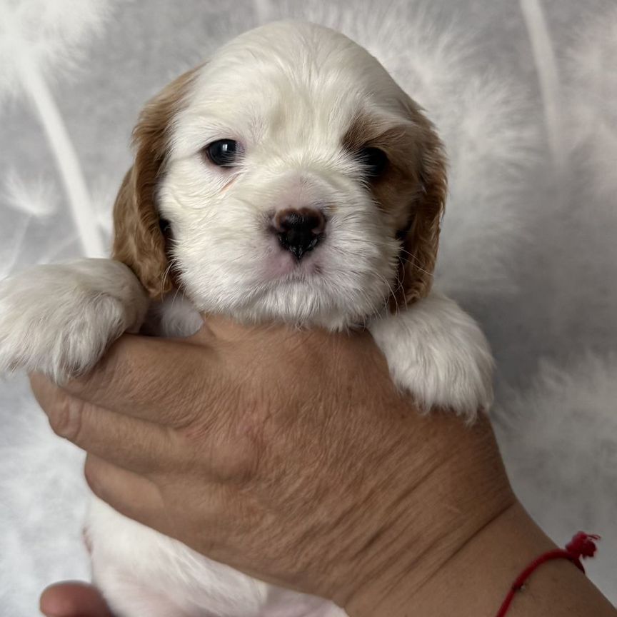 Кавалер кинг-чарльз-спаниель, щенок