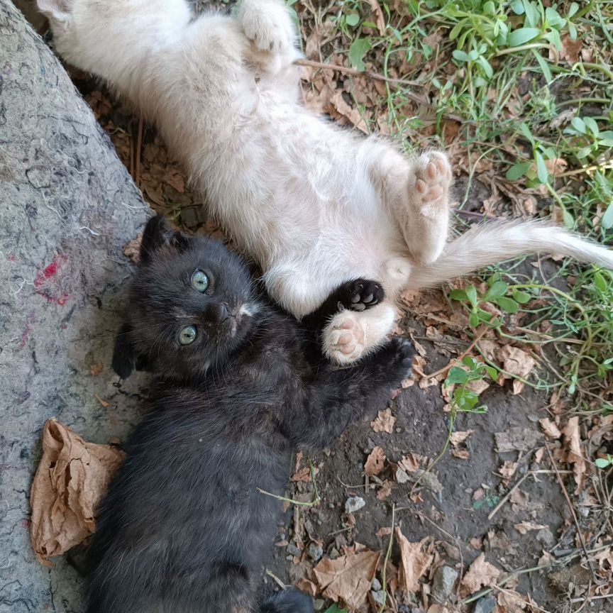 Осталась черная кошечка