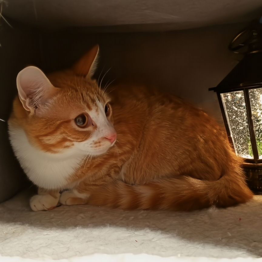 Котёнок в добрые руки