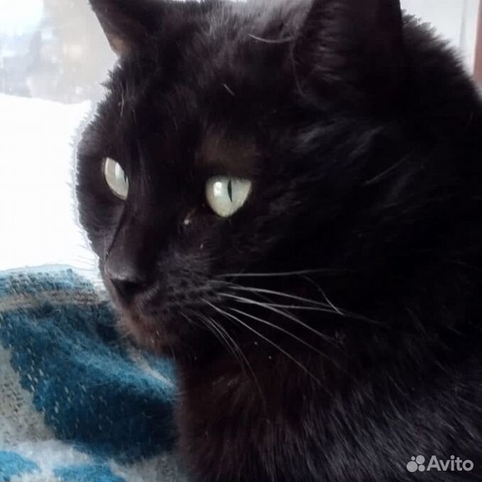 Кошка пантера