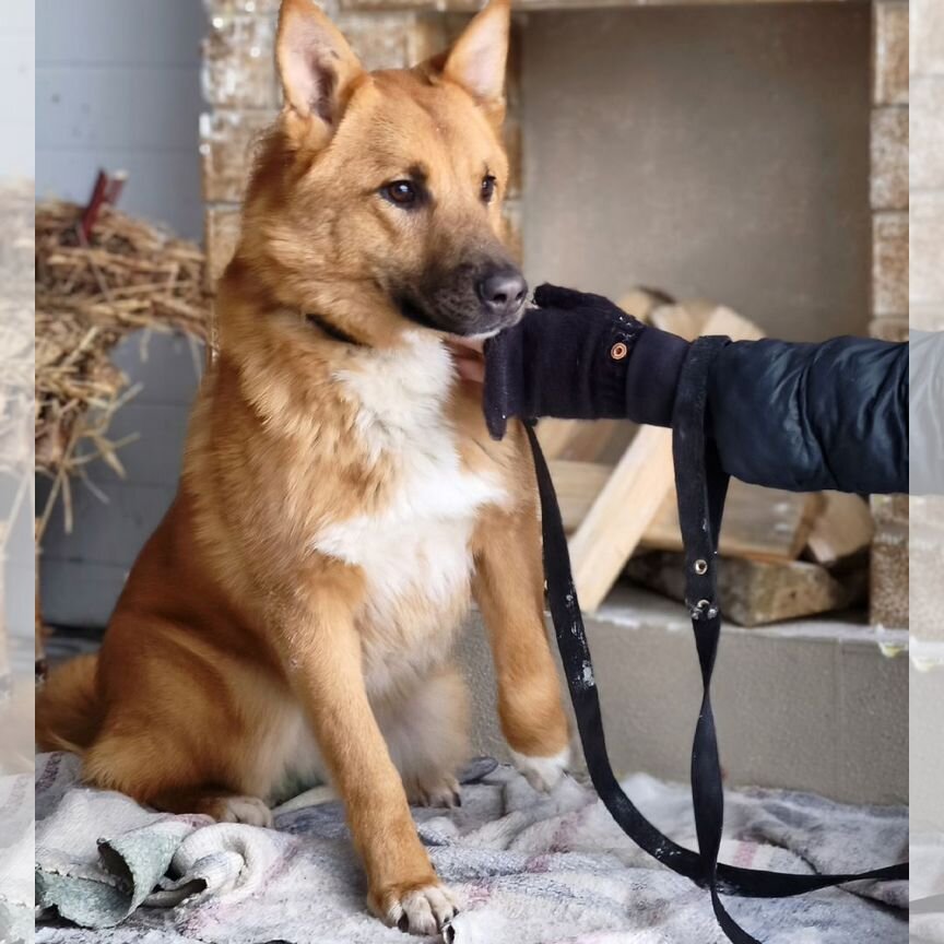 Щенок в добрые руки