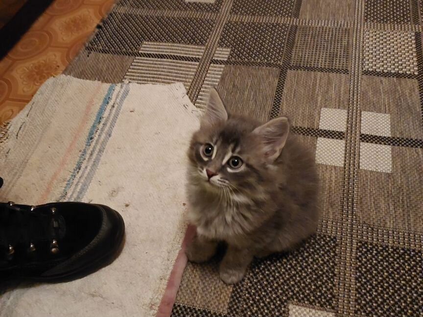 Принесу счастье в дом