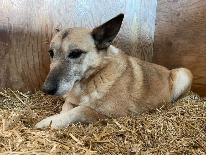 Дейзи ждёт своего человека
