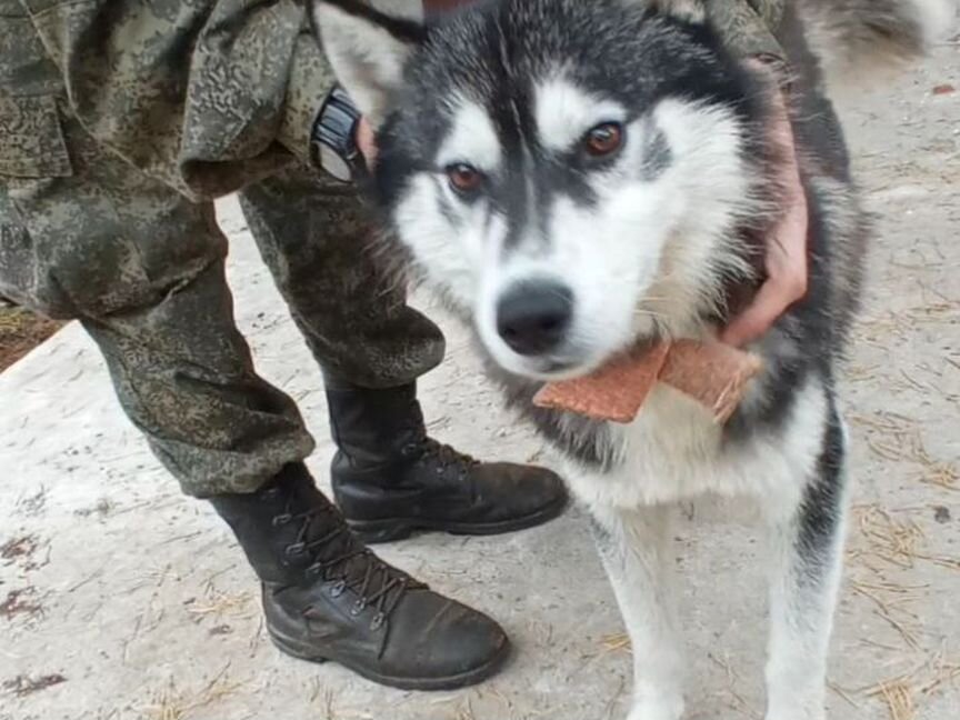 Сибирский хаски