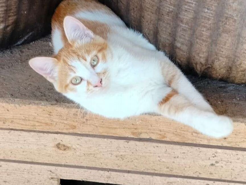 Котик в добрые руки
