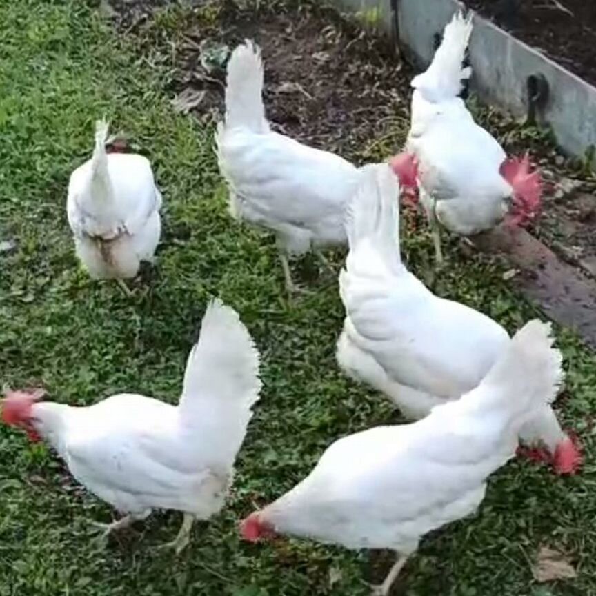 Курицы несушки домашние