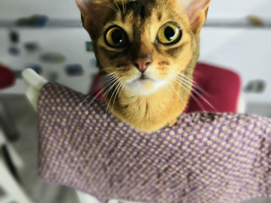 Абиссинские котята дикий окрас