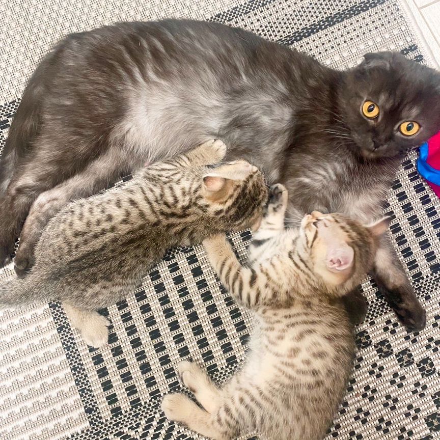 Шотландские котята