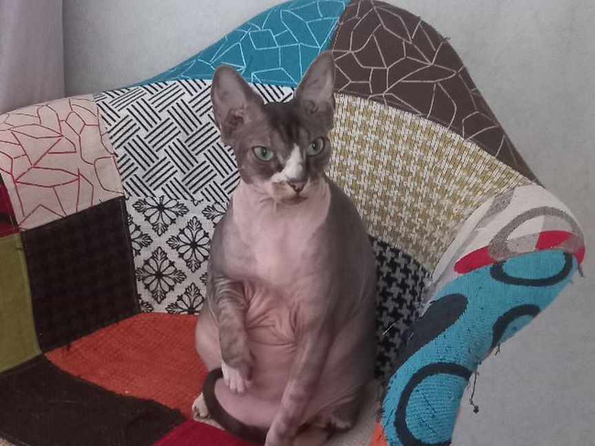 Канадский сфинкс котик мальчик