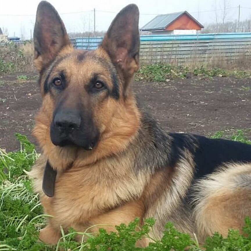 Собака немецкая овчарка