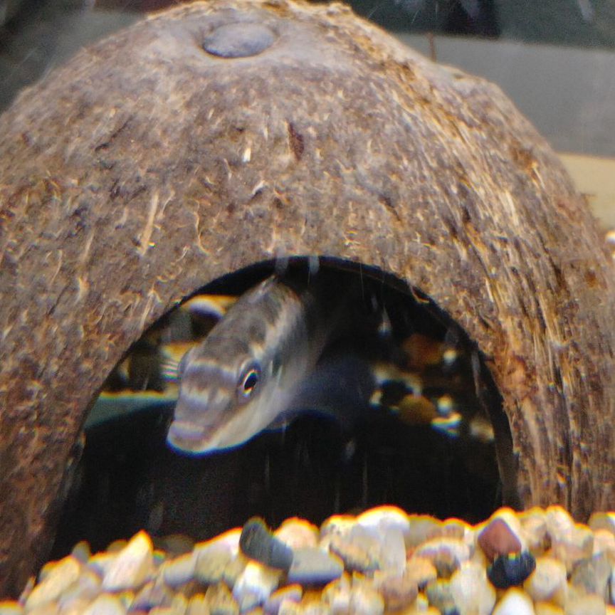 Пара Пельвикахромисов