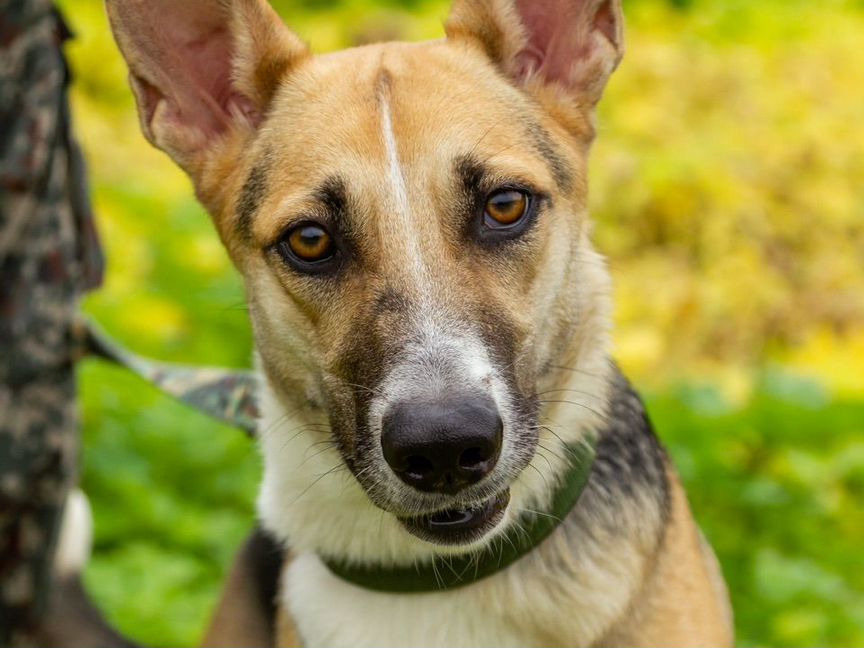 Собака в добрые руки