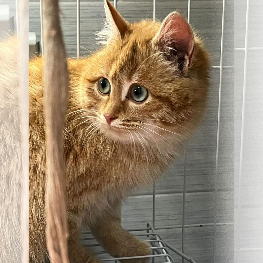 Котенок чудесная рыжая кошечка